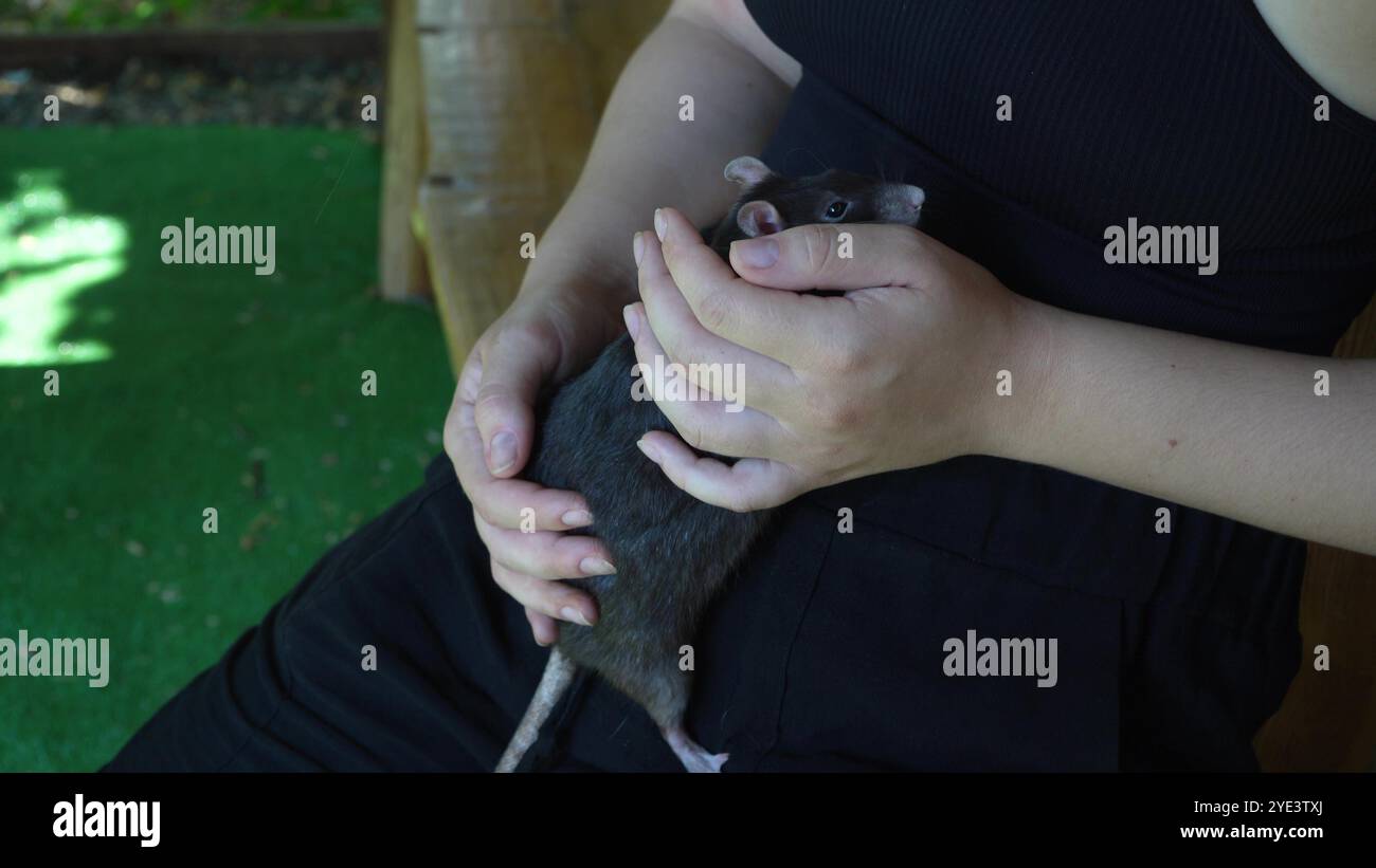Dark haired rat nestled in hi-res stock photography and images - Alamy