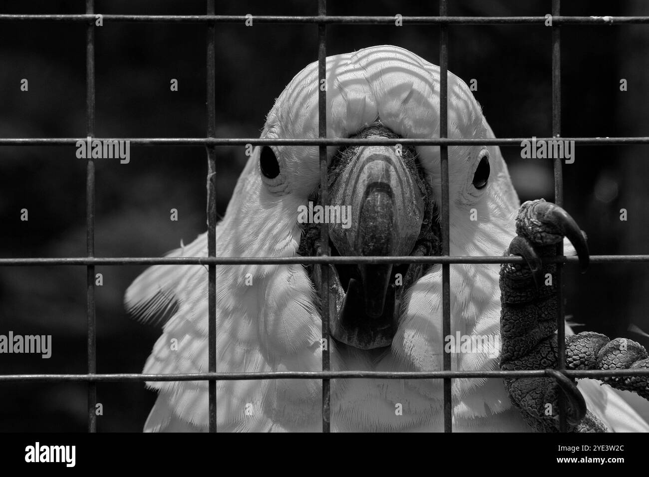 Black and white close-up of the head of a caged big white parrot Stock ...