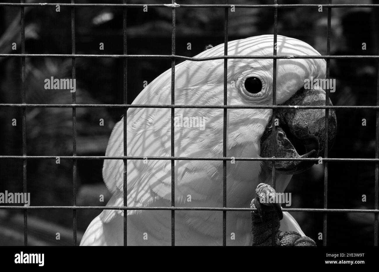 Big bird head hi-res stock photography and images - Alamy
