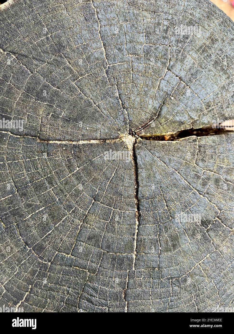 Oak tree cut hi-res stock photography and images - Alamy