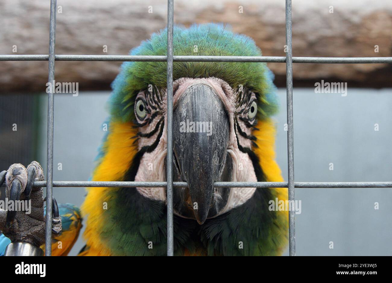Parrot head hi-res stock photography and images - Alamy