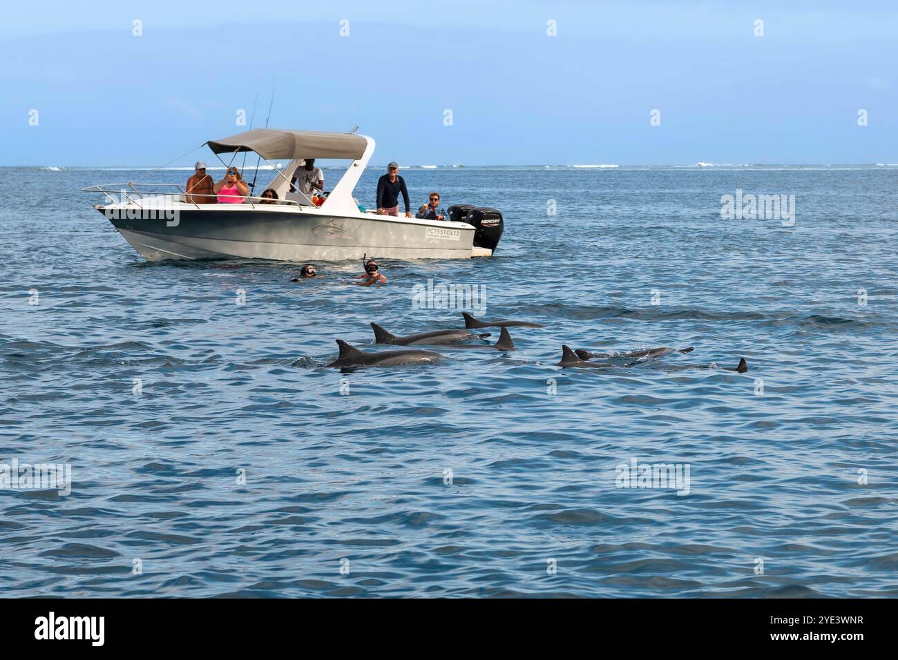 Touristen schwimmen, schorcheln mit Delfinen, Ostpazifische Delfin ...