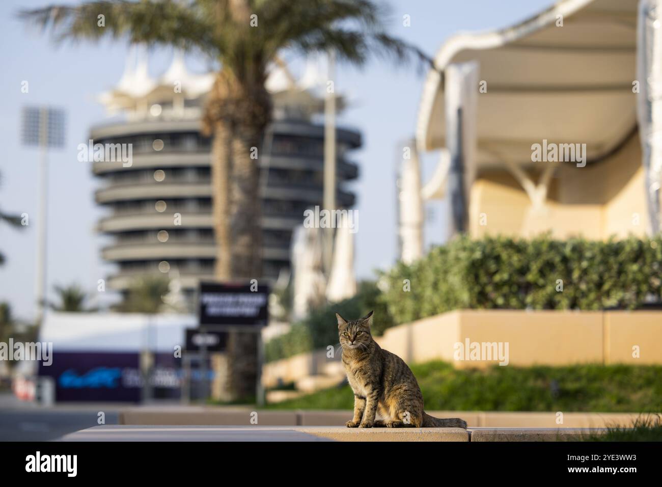 Illustration, cat during the 2024 8 Hours of Bahrain, 8th round of the ...