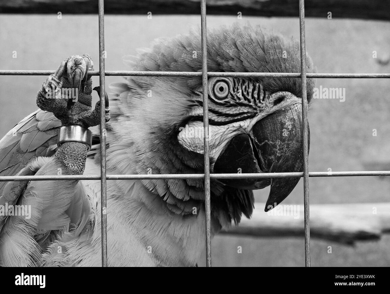 Black and white close-up of the face of a big parrot in a cage Stock ...