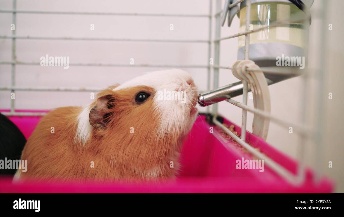 A cute guinea pig with ginger and white fur drinks from a water bottle ...