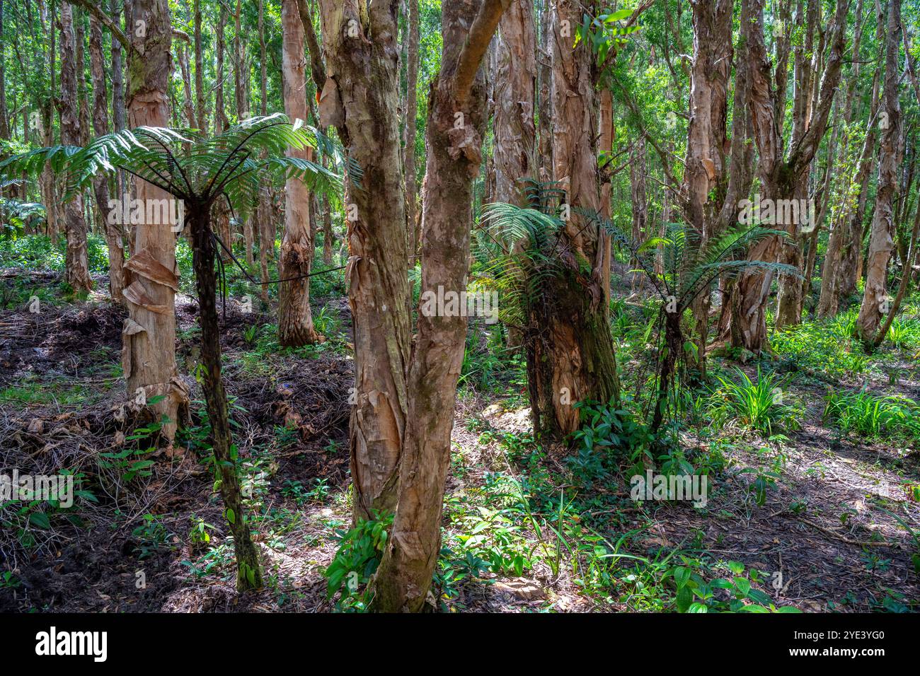 Paper Bark tree, Papier Borken Baum Melaleuca quinquenervia , Black ...