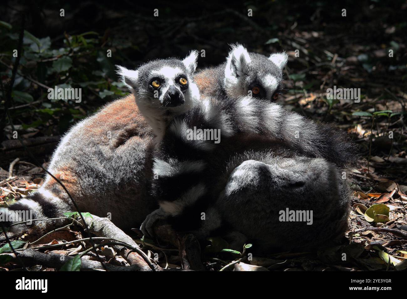 Two lemurs sharing food in a forest in South Africa Stock Photo - Alamy