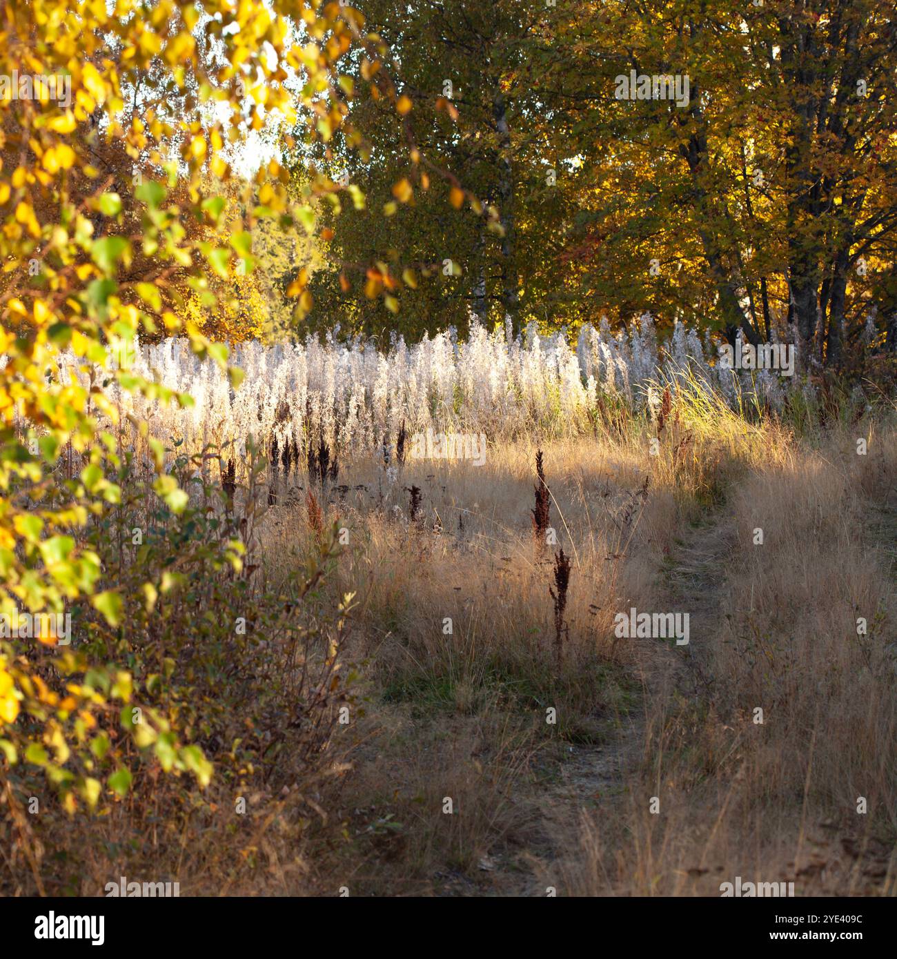 Aspen glade hi-res stock photography and images - Alamy