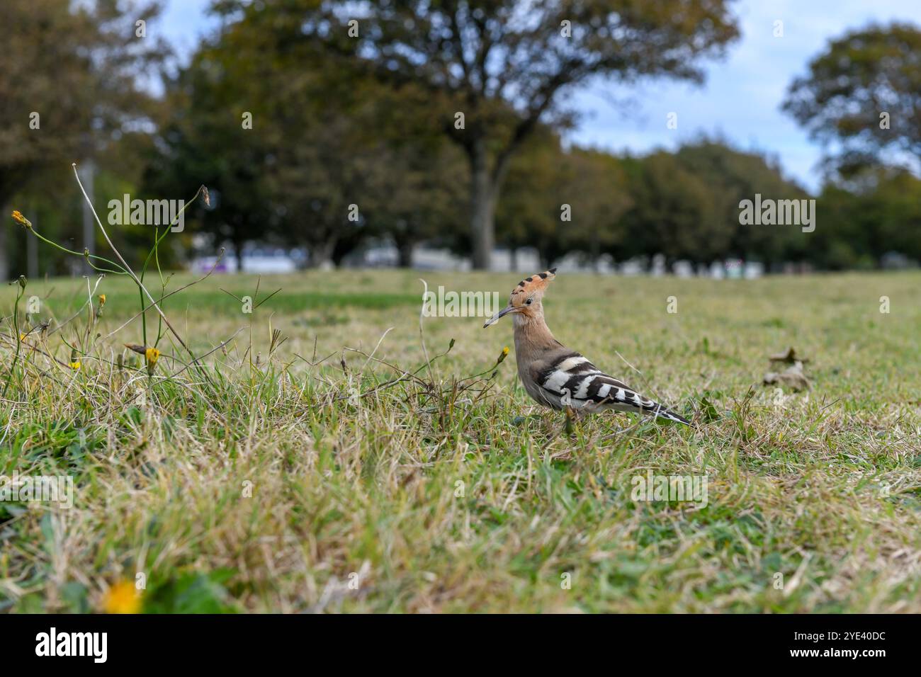 Swansea, 10th October 2023, Rare Bird Swansea A rare bird called the ...