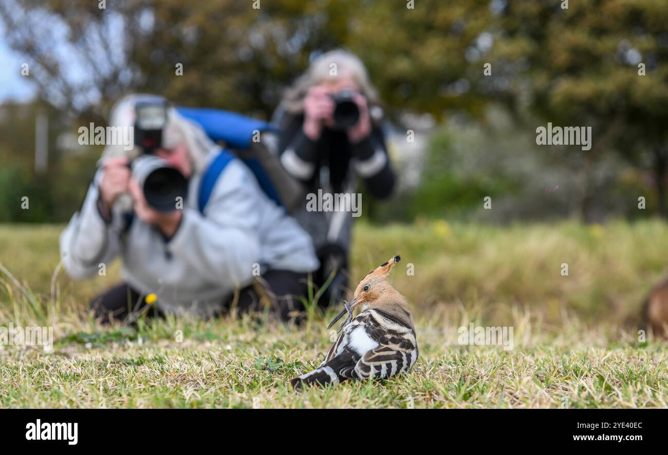 Swansea, 10th October 2023, Rare Bird Swansea Photographers focus their ...