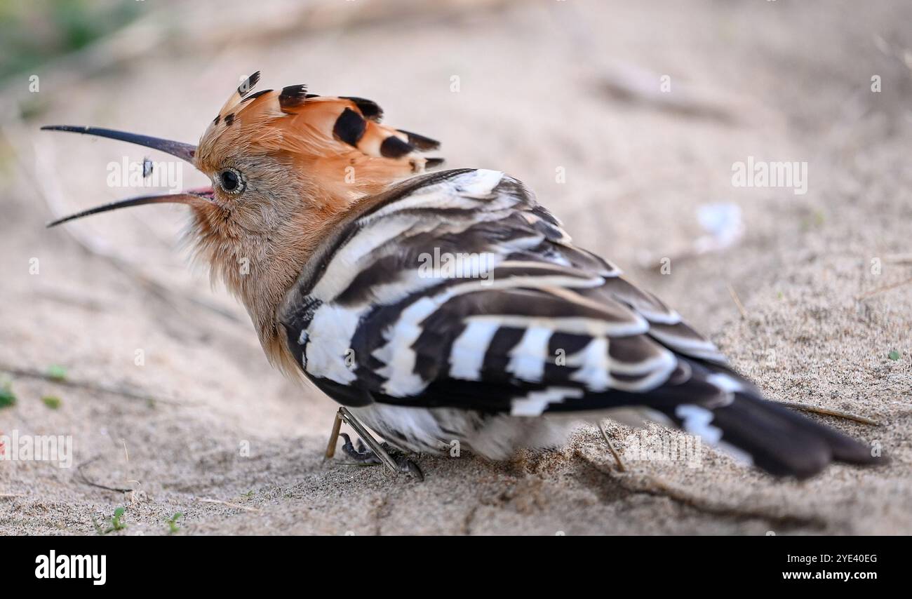 Swansea, 10th October 2023, Rare Bird Swansea A rare bird called the ...