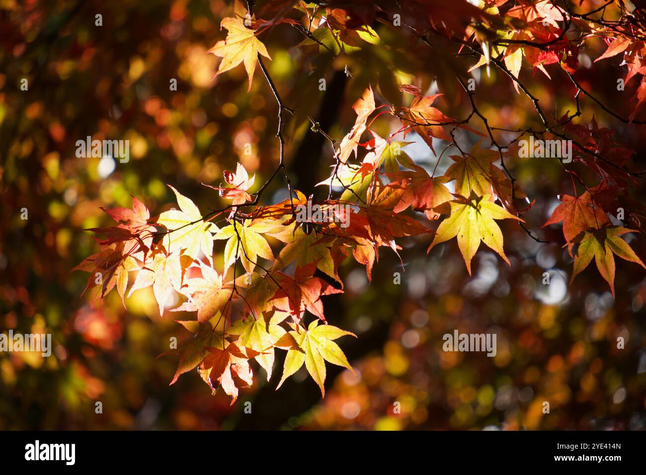 Leaves backlit with sunlight hi-res stock photography and images - Alamy