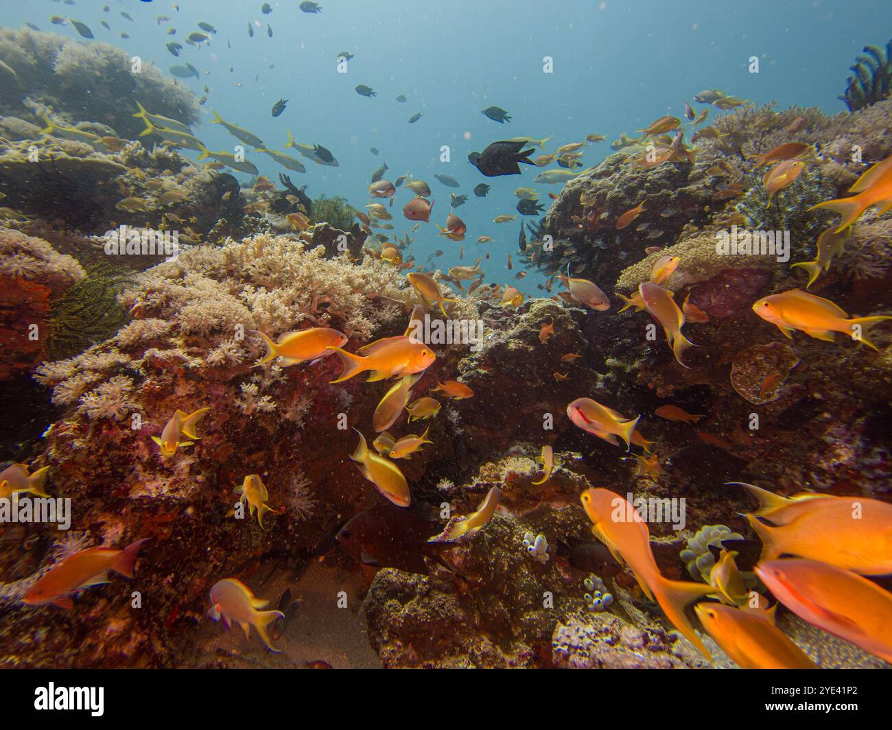 A colorful healthy coral reef with Anthias fish and divers at Puerto ...