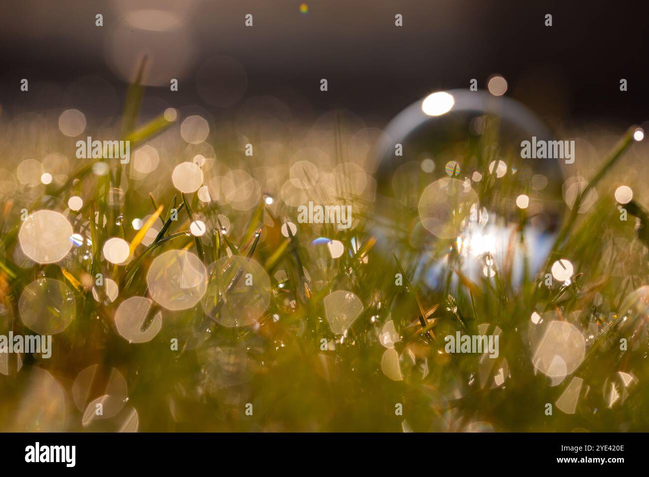Glass ball in the lawn with dew reflecting light. High quality photo ...
