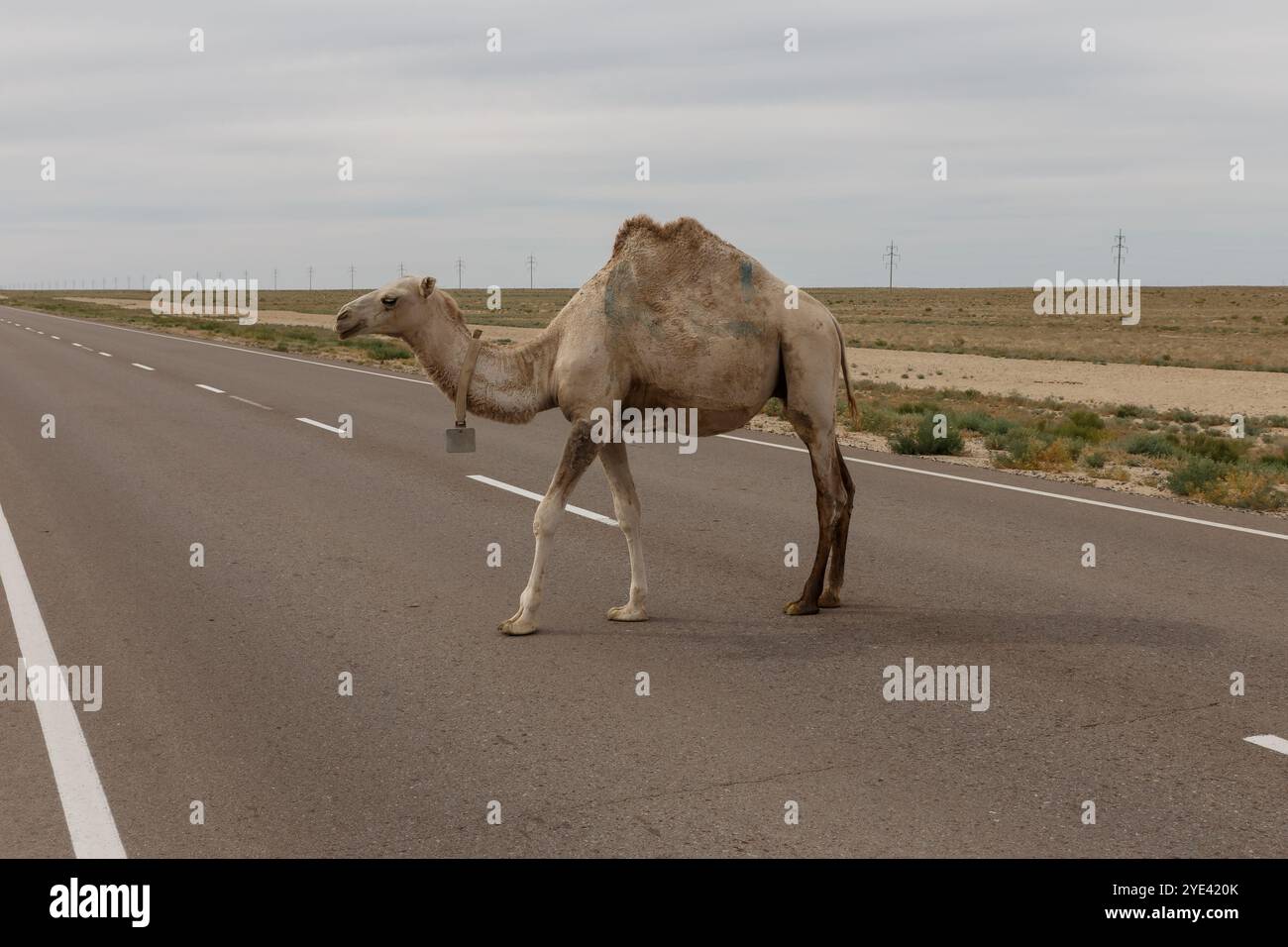 Camel on the road in the steppe of Uzbekistan. A camel crosses the road ...