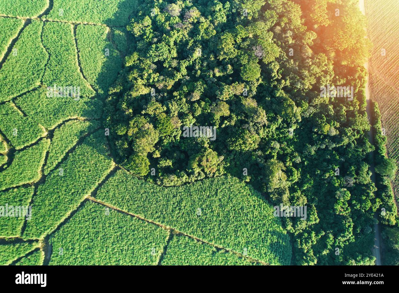 Aerial top view agriculture field hi-res stock photography and images ...