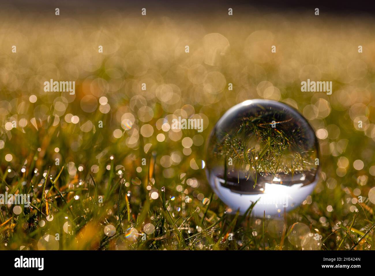 Glass ball in the lawn with dew reflecting light. High quality photo ...