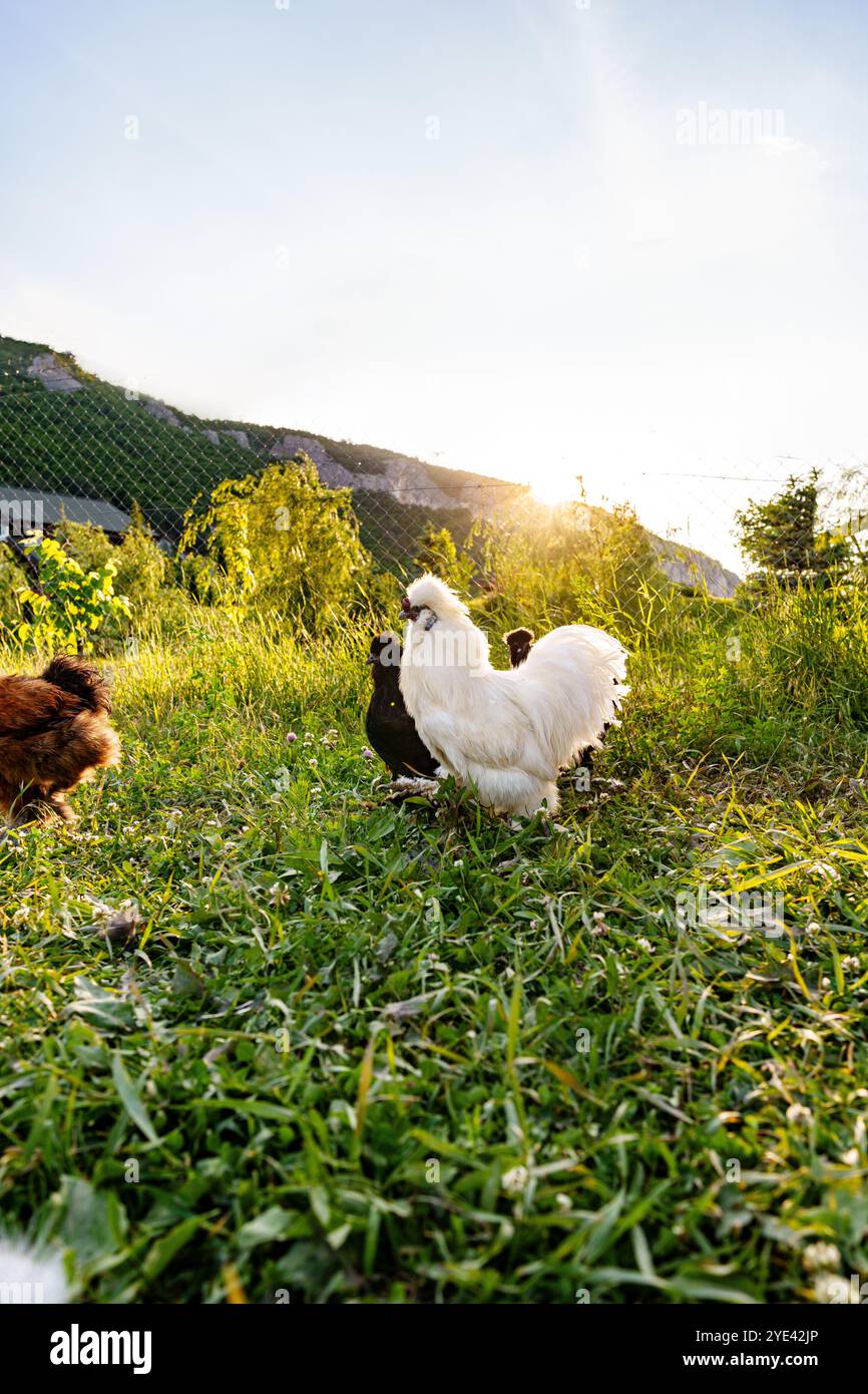 A group of chickens enjoying the late afternoon sun near a rustic barn ...