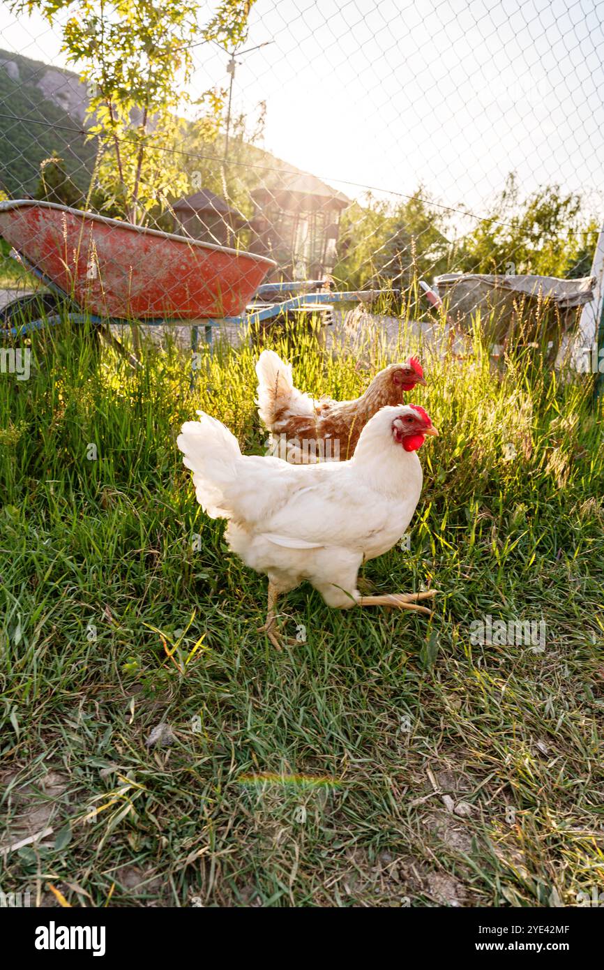 A group of chickens enjoying the late afternoon sun near a rustic barn ...