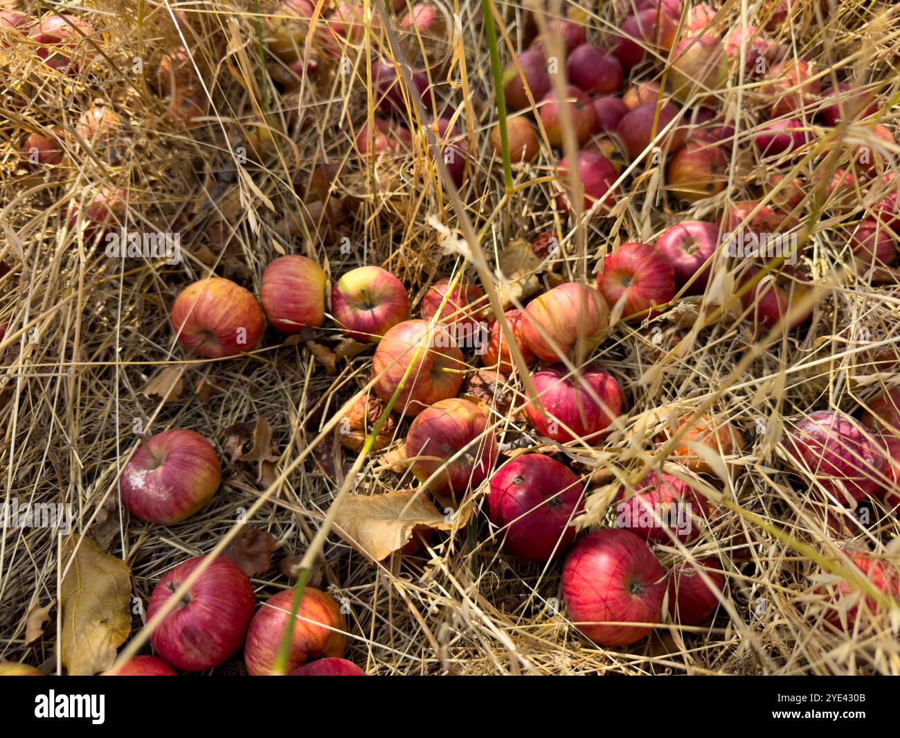 Red apples lie among dry grass, many of them already spoiled and ...