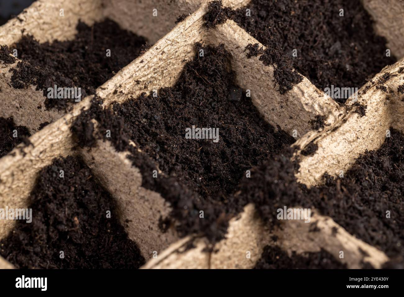 cardboard cups for seedlings with fertile soil, pour black soil into ...
