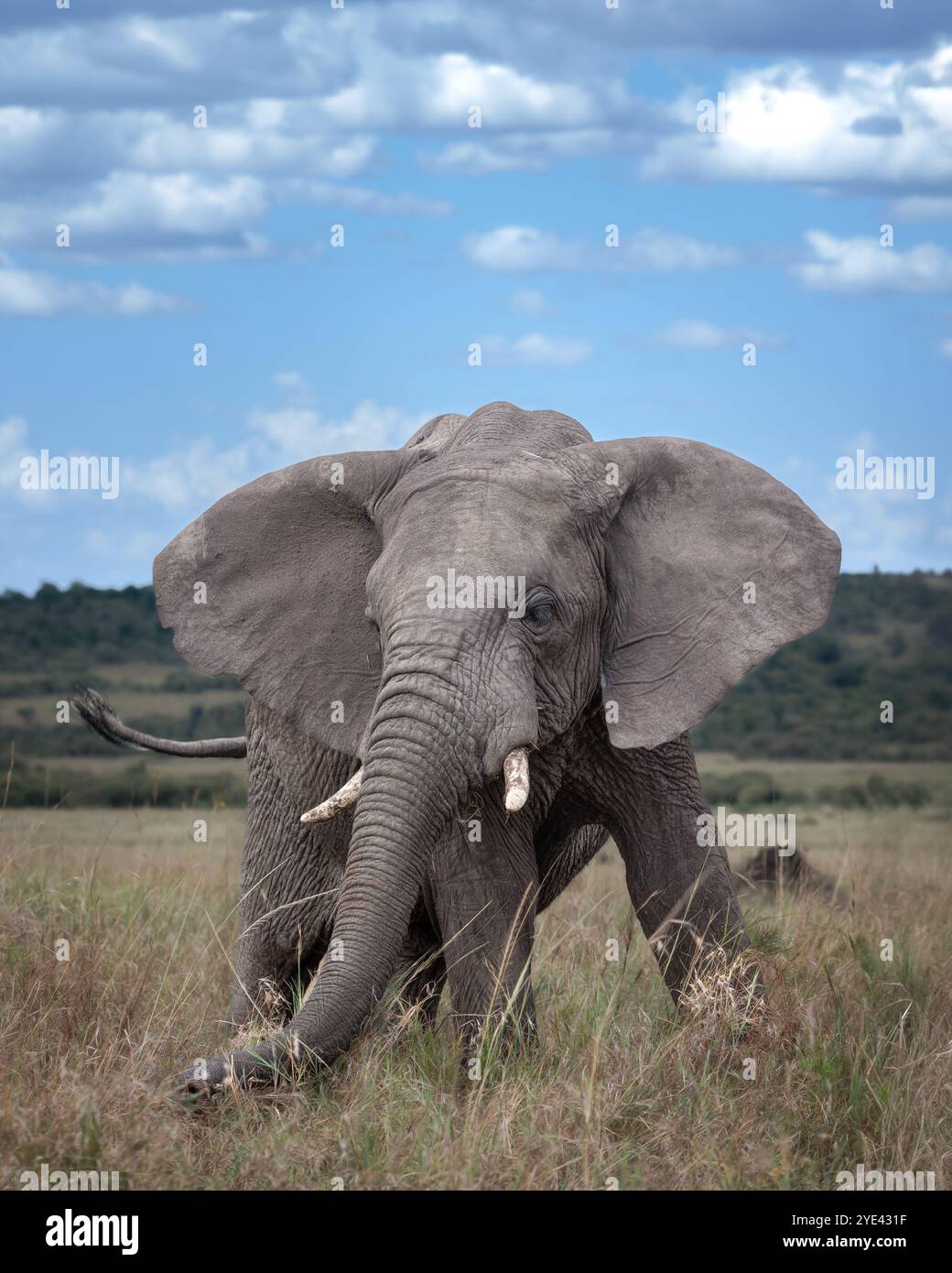 There are two living elephant species, the African bush elephant and ...