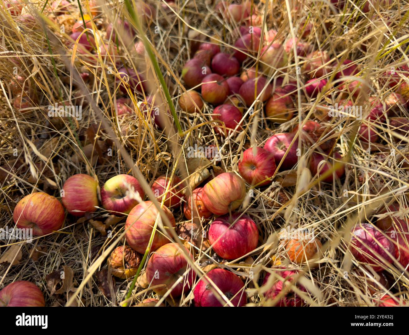 Spoiled produce farm hi-res stock photography and images - Alamy
