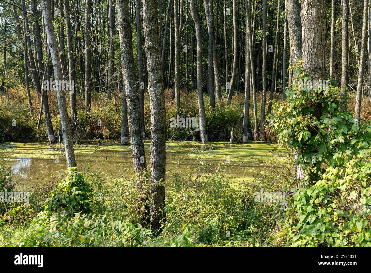grass and deciduous trees in the swamp with green duckweed Stock Photo ...