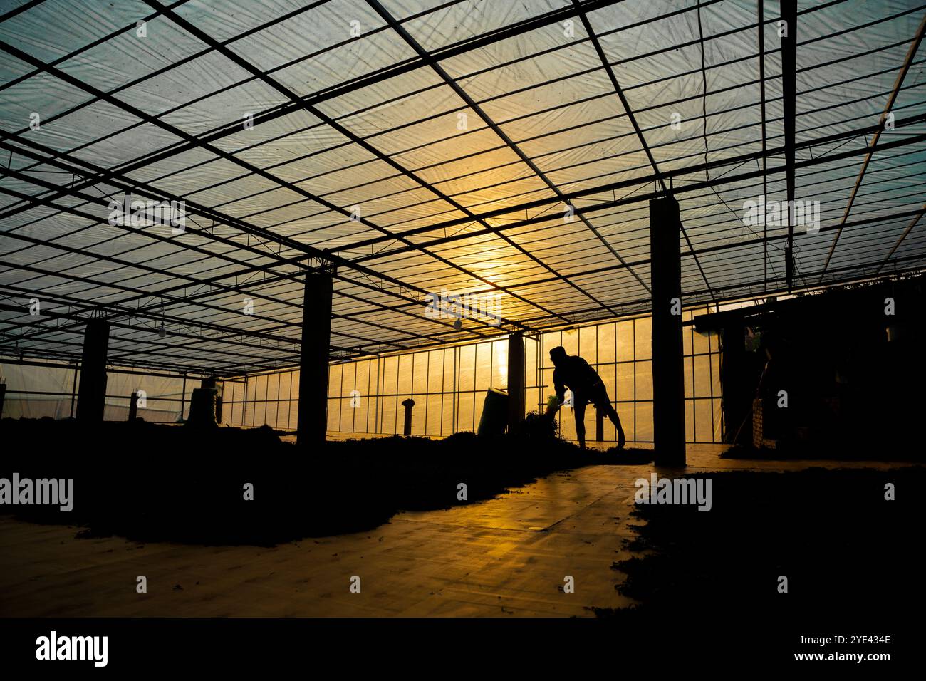 Workers drying tea leaves at a facility in Phongsaly, Laos Stock Photo ...