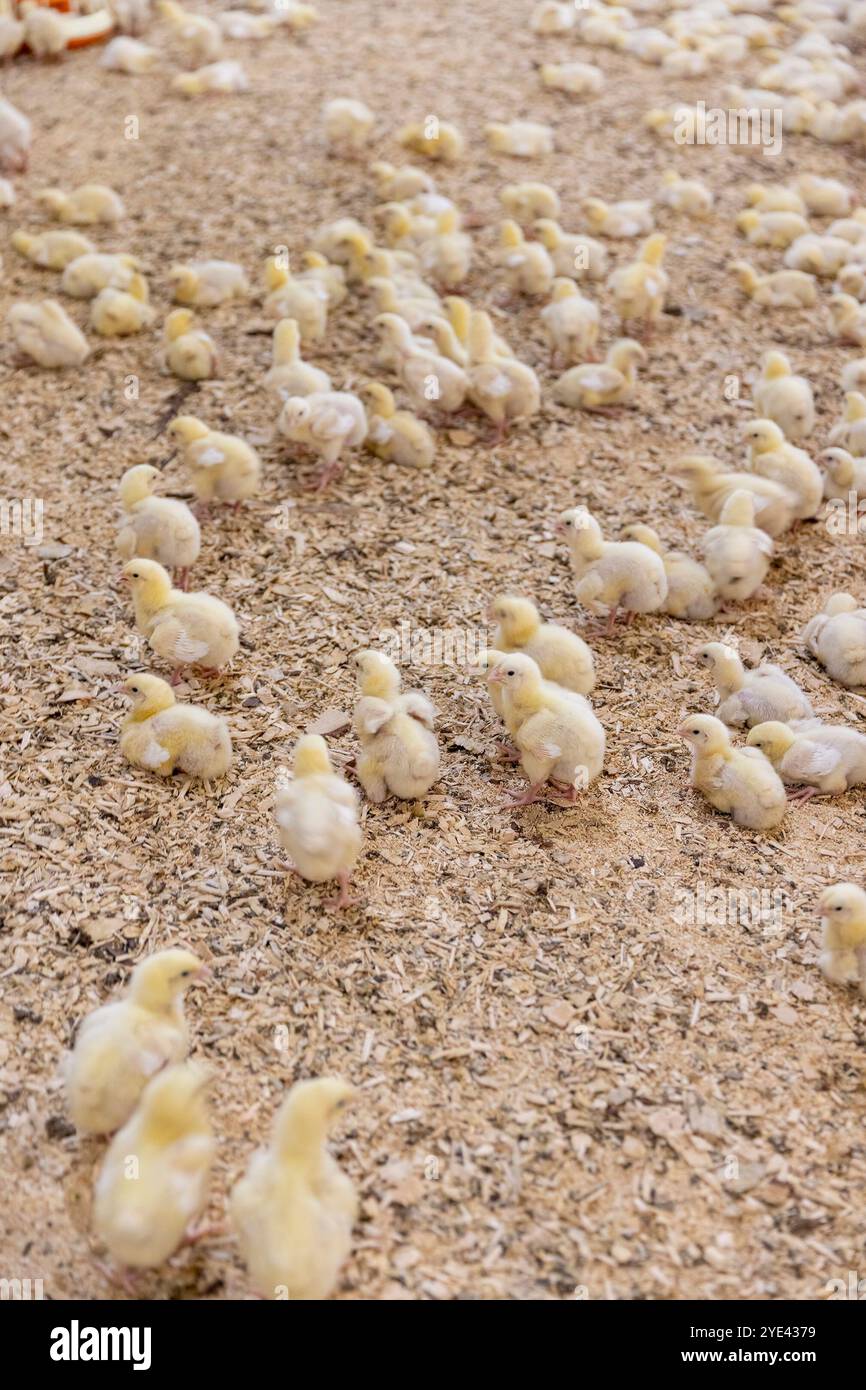 chickens with yellow fluff in the large hall of the poultry farm ...