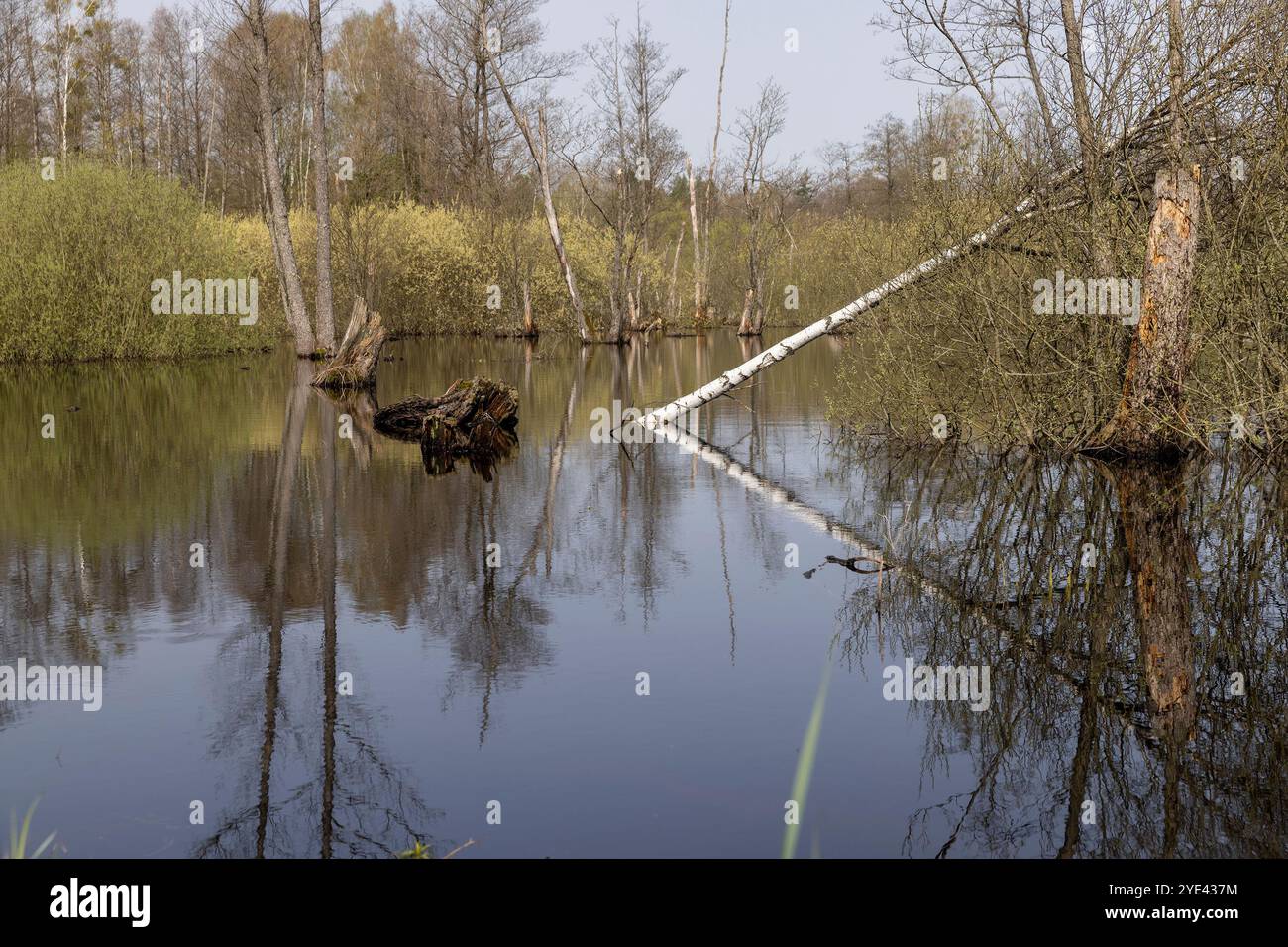 a swampy area with different types of trees and shrubs, a swamp in ...