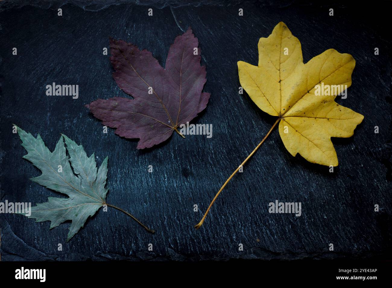 Three types of maple leaves of different colours laid out on a slate ...