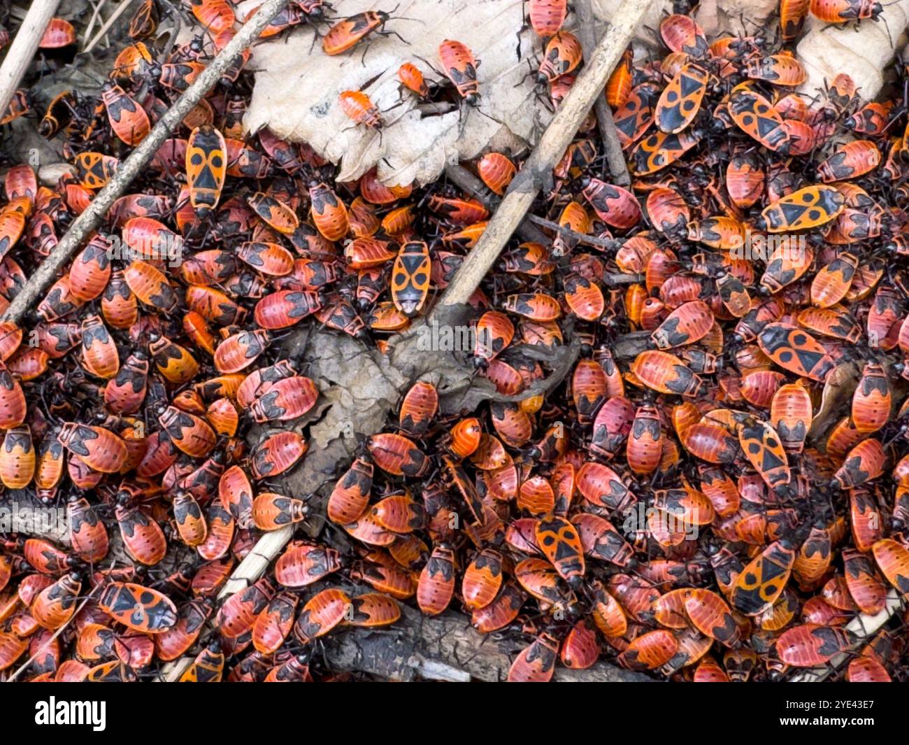 A cluster of firebugs (Pyrrhocoris apterus) forms a striking texture ...
