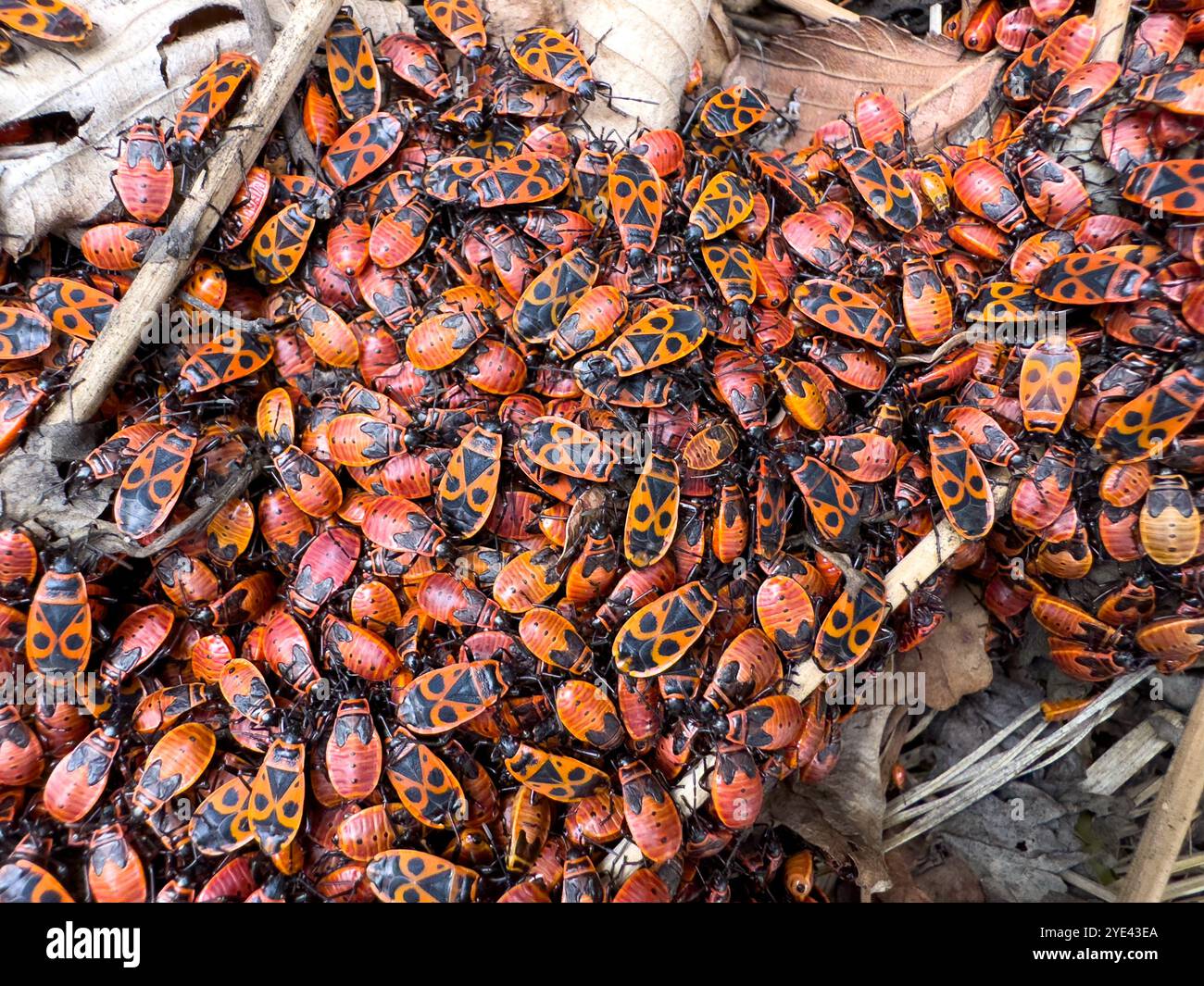 A cluster of firebugs (Pyrrhocoris apterus) forms a striking texture ...