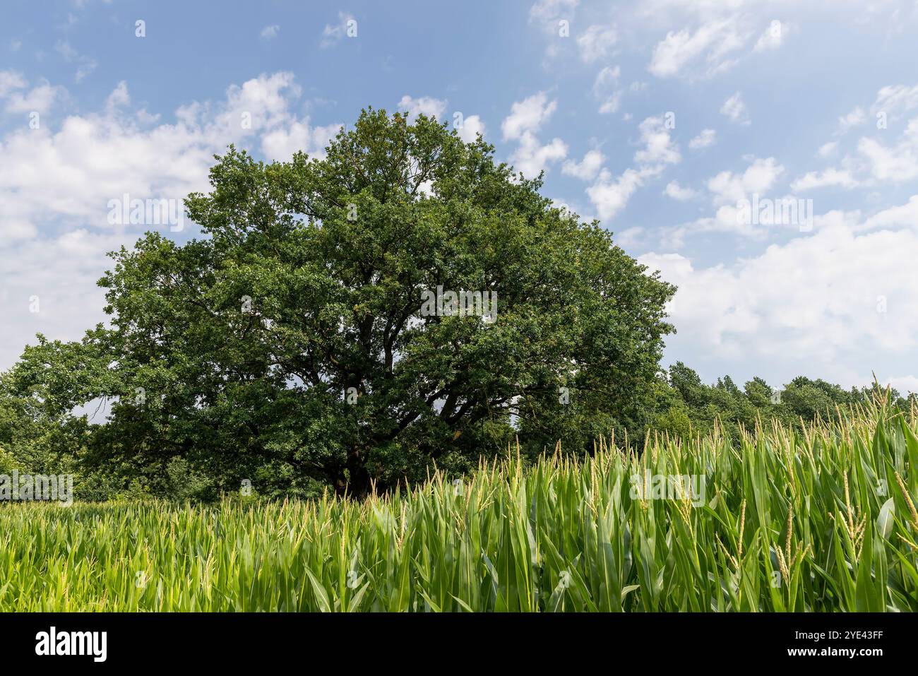 oak tree in a field with green corn, a large amount of sweet corn and ...