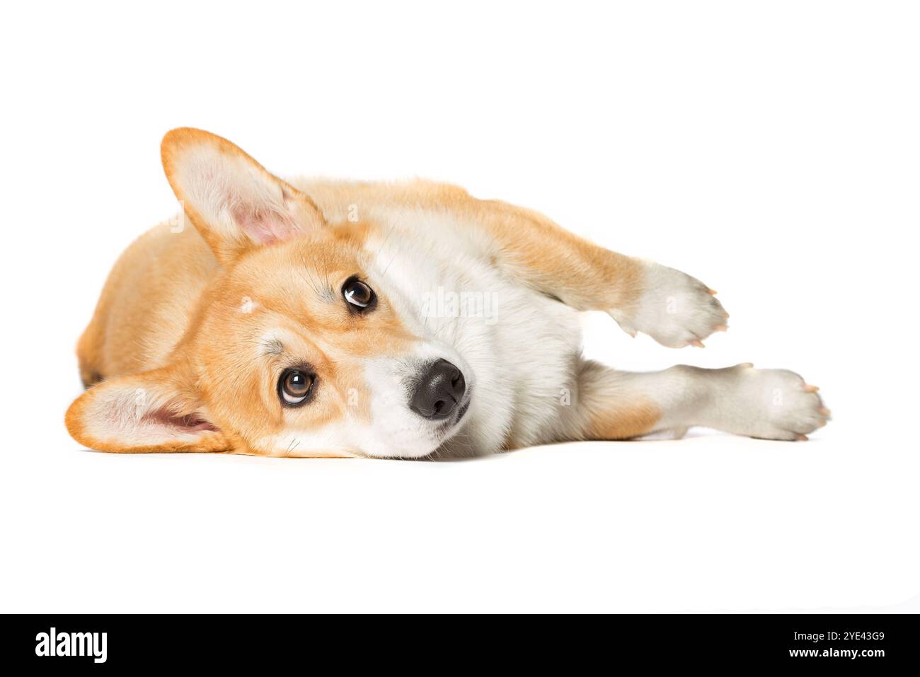 Single little cute Pembroke Welsh Corgi puppy looks scared in fear ...