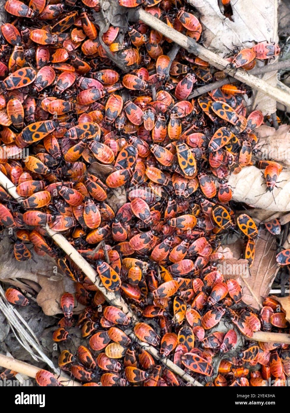A cluster of firebugs (Pyrrhocoris apterus) forms a striking texture ...