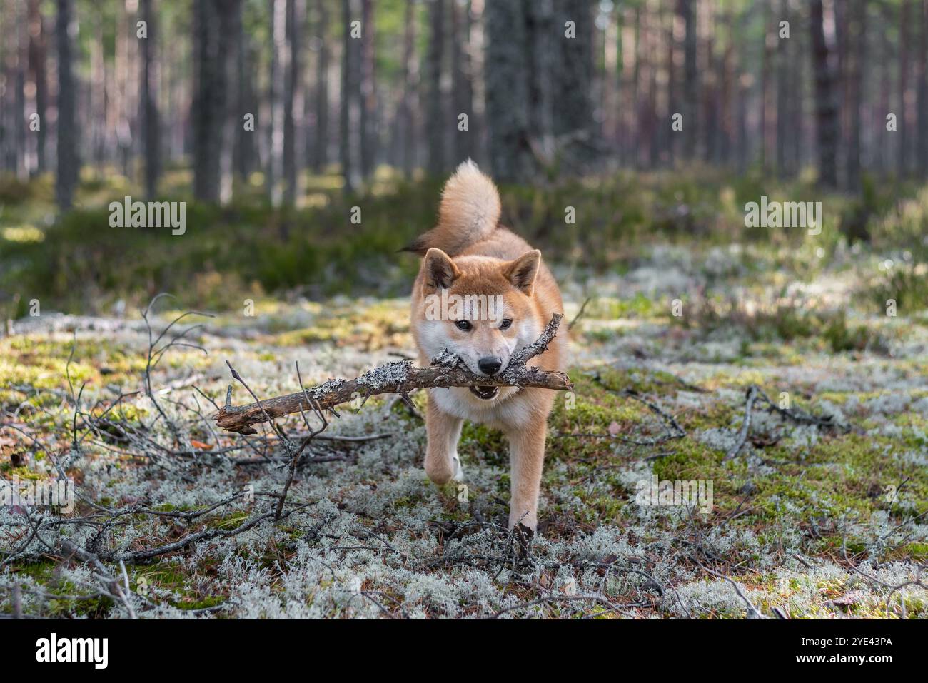 Shiba inu dog is walking in the forest with a wooden stick in a mouth ...