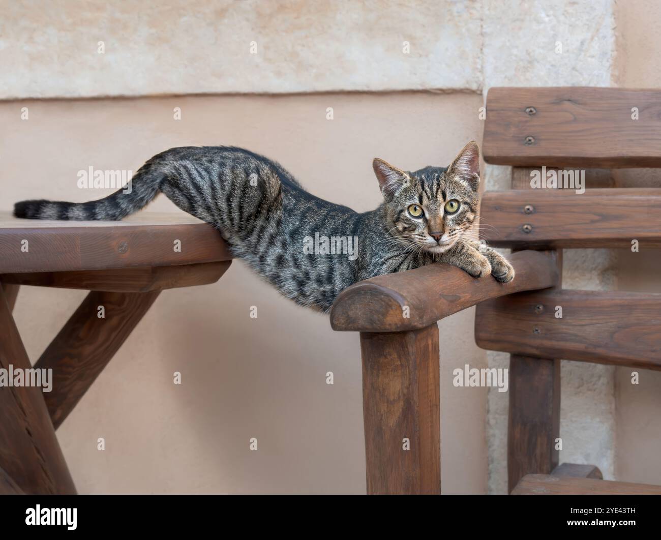 Cute young tabby cat, hanging between a table and a chair, a funny ...