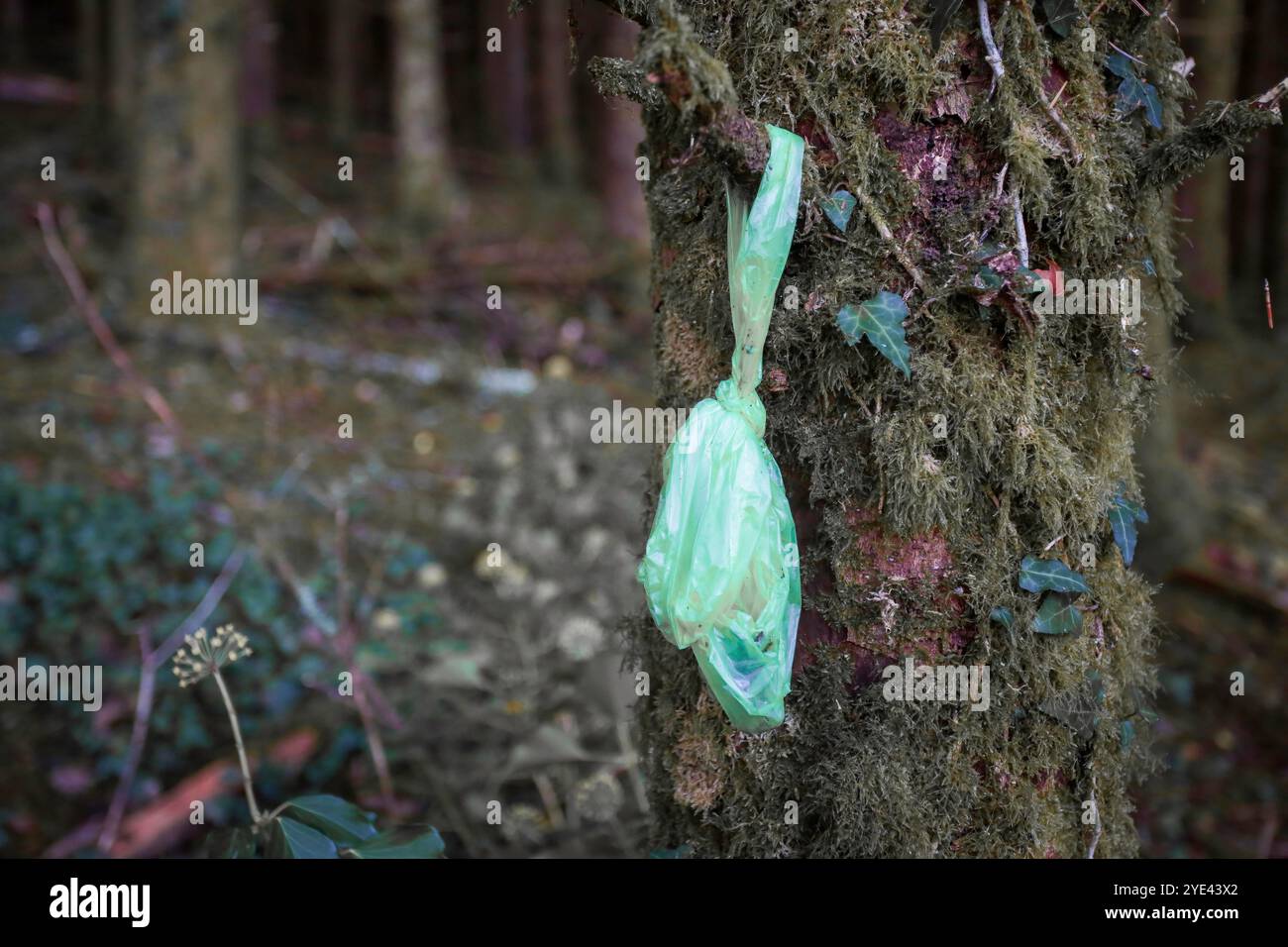 A plastic bag of dog poop hanging from a tree in a forest in the UK ...