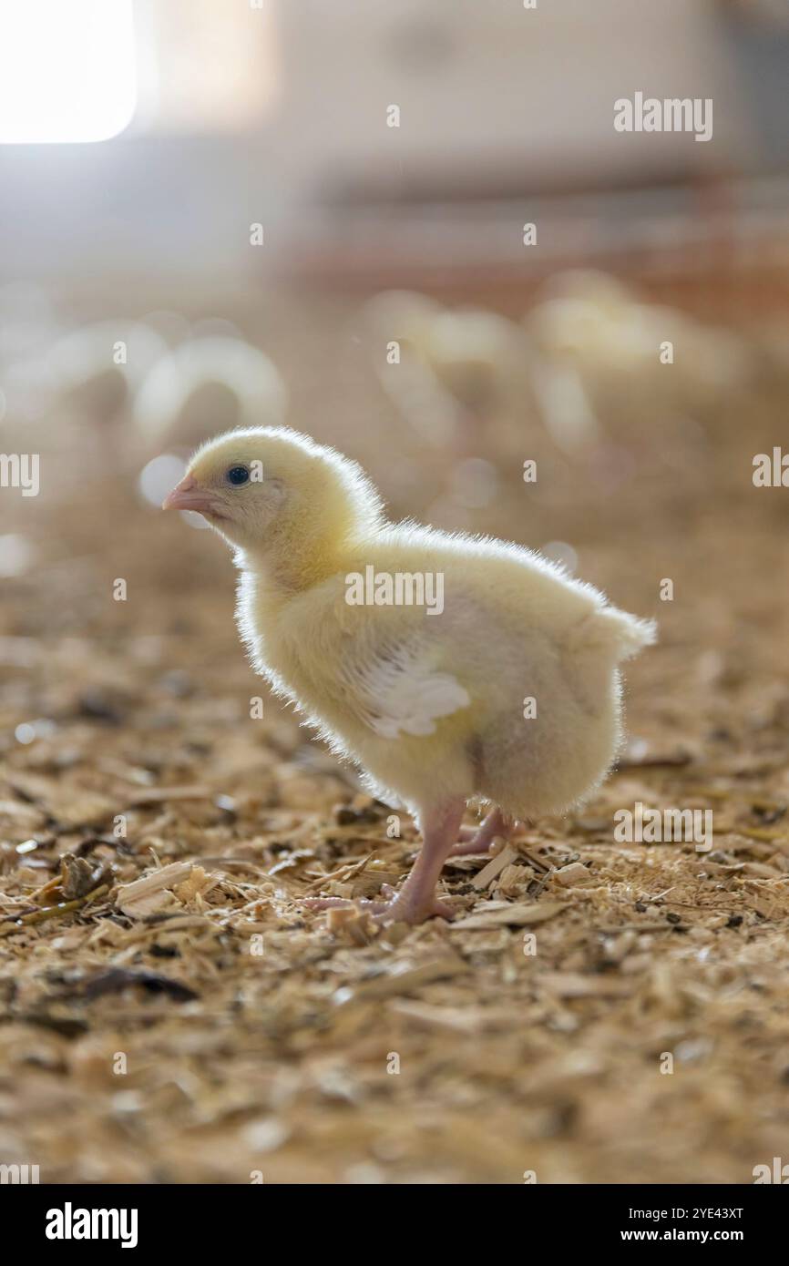 one yellow chicken with fluff in the poultry farm, broiler chickens in ...