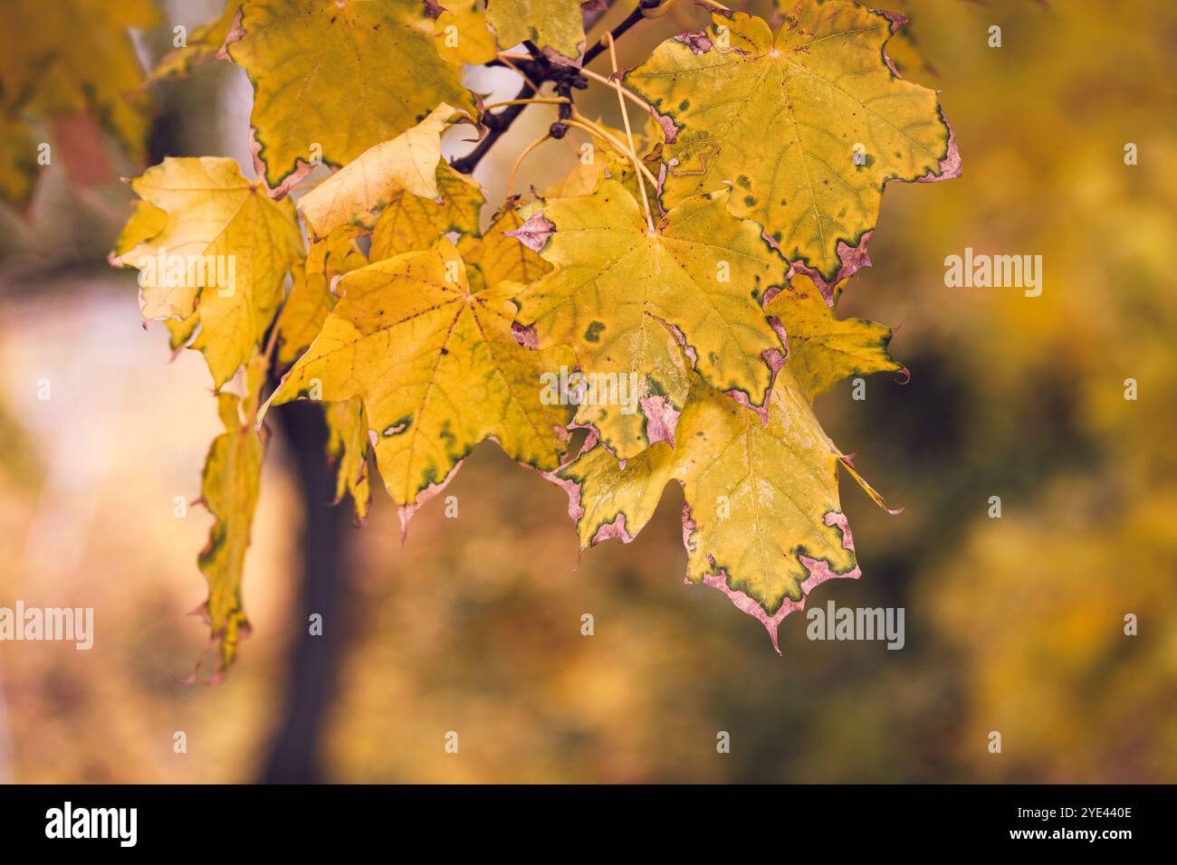 The image beautifully showcases a collection of vibrant yellow maple ...