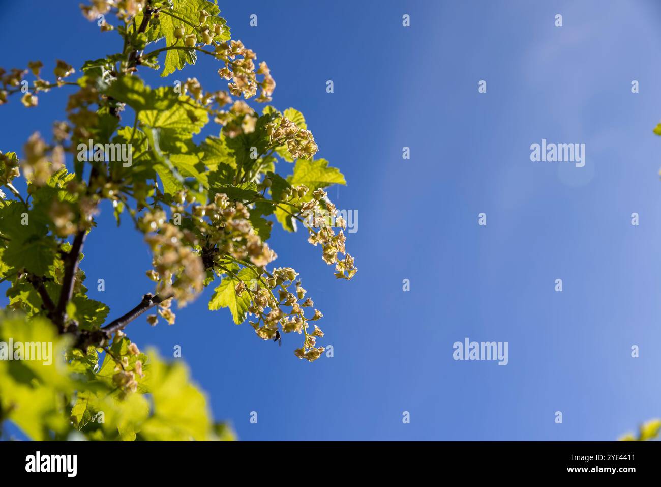 flowering gooseberry bushes in May against a blue sky background ...
