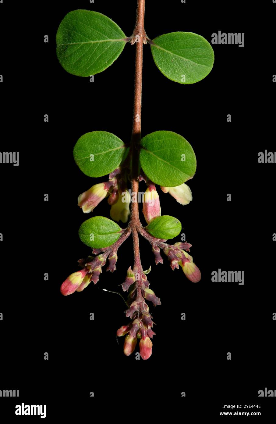Leaves, buds and flowers on a single stem of very well focussed Common ...
