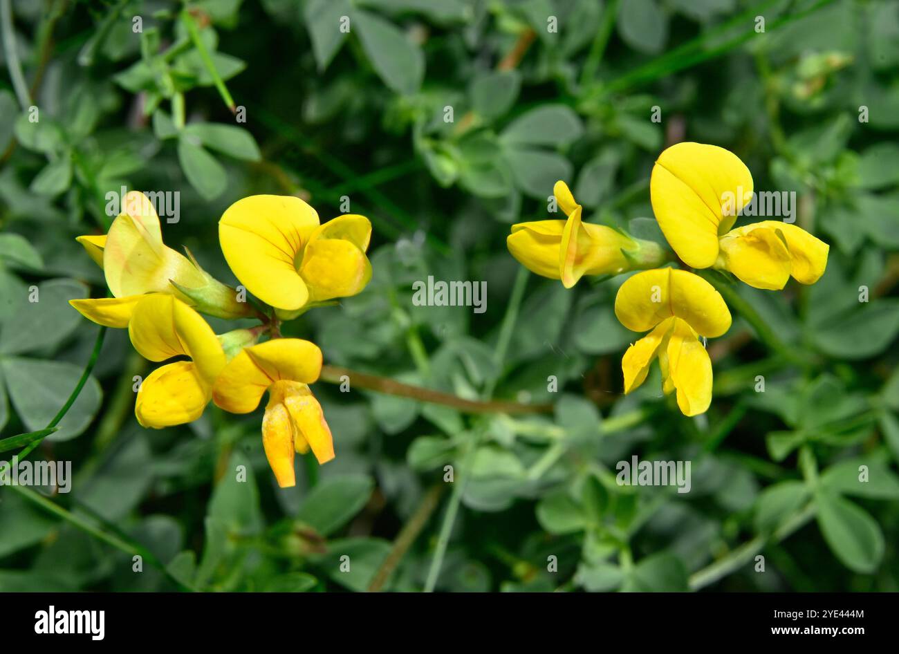 Common Bird's-foot trefoil, Lotus corniculatus, in full flower against ...