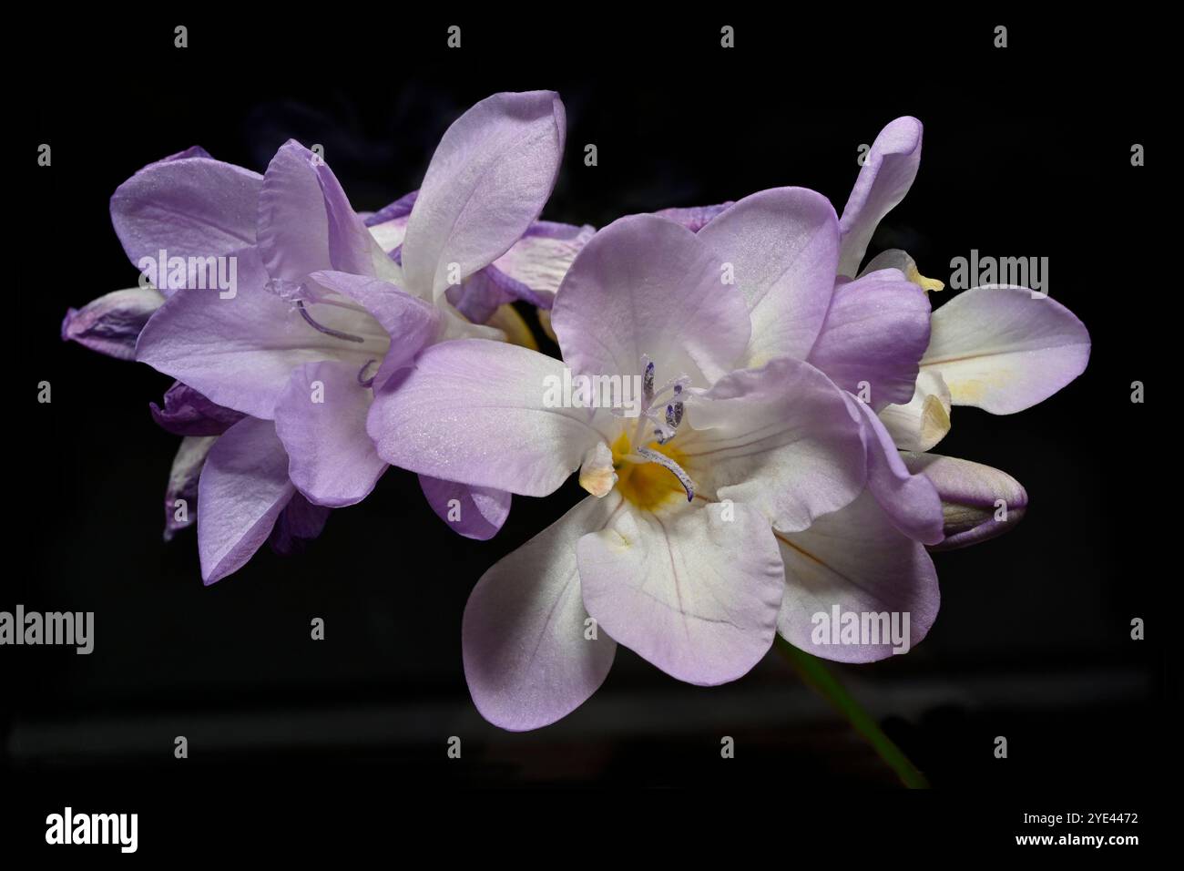 A single stem of mauve coloured Common freesia, Freesia refracta, taken ...