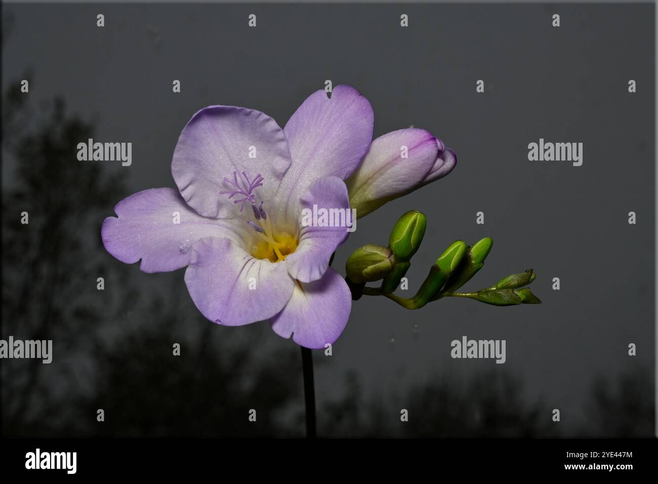 A single stem of mauve coloured Common freesia, Freesia refracta, taken ...