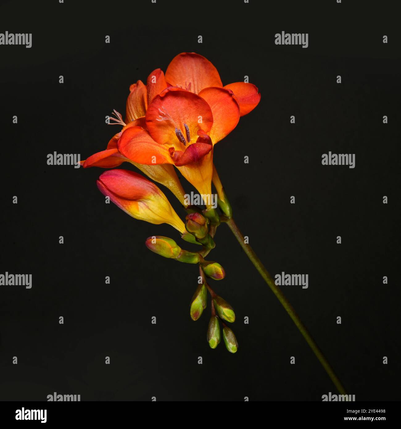 7th wedding anniversary official flower hi-res stock photography and ...