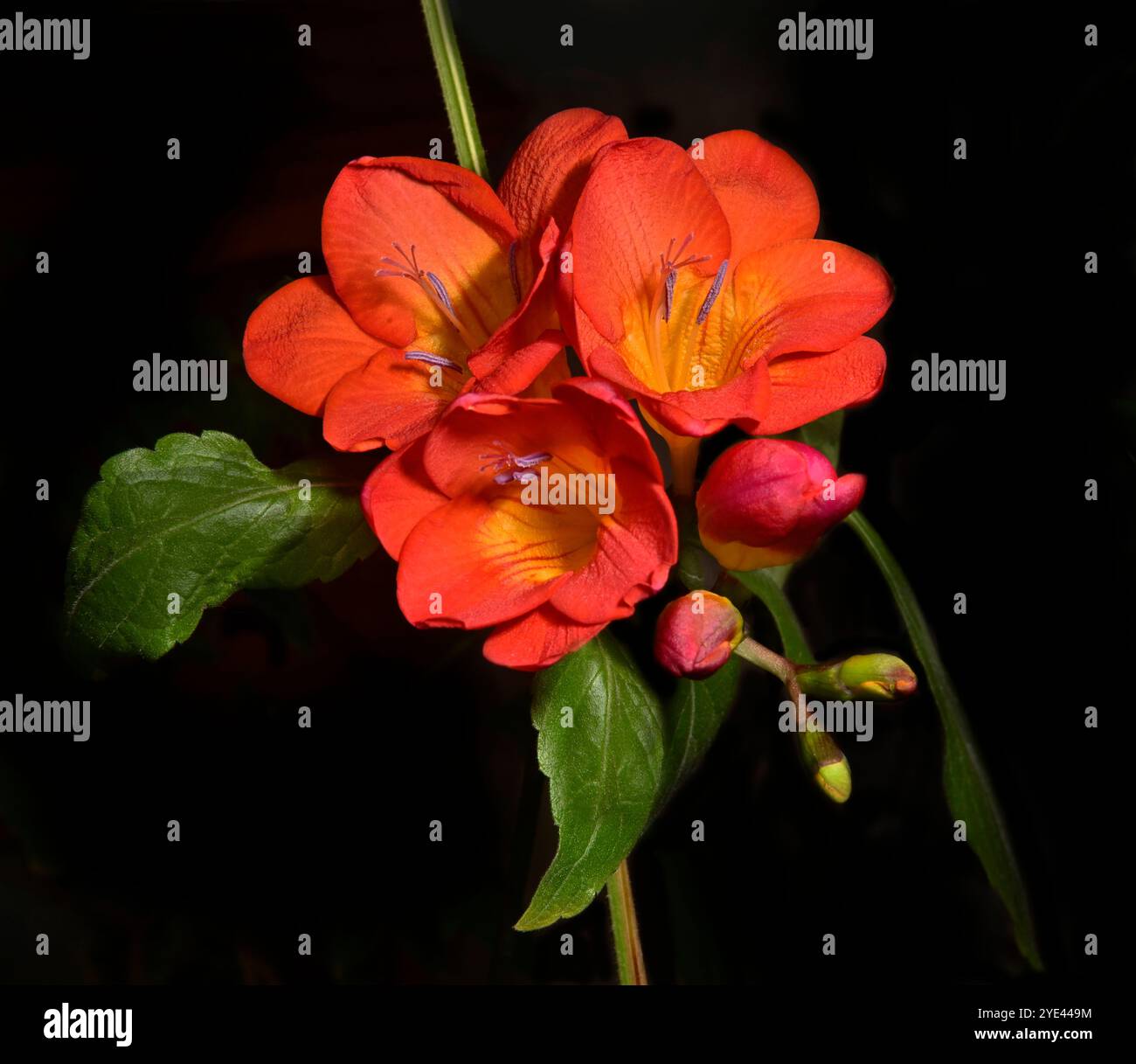A single stem of orange coloured Common freesia, Freesia refracta ...