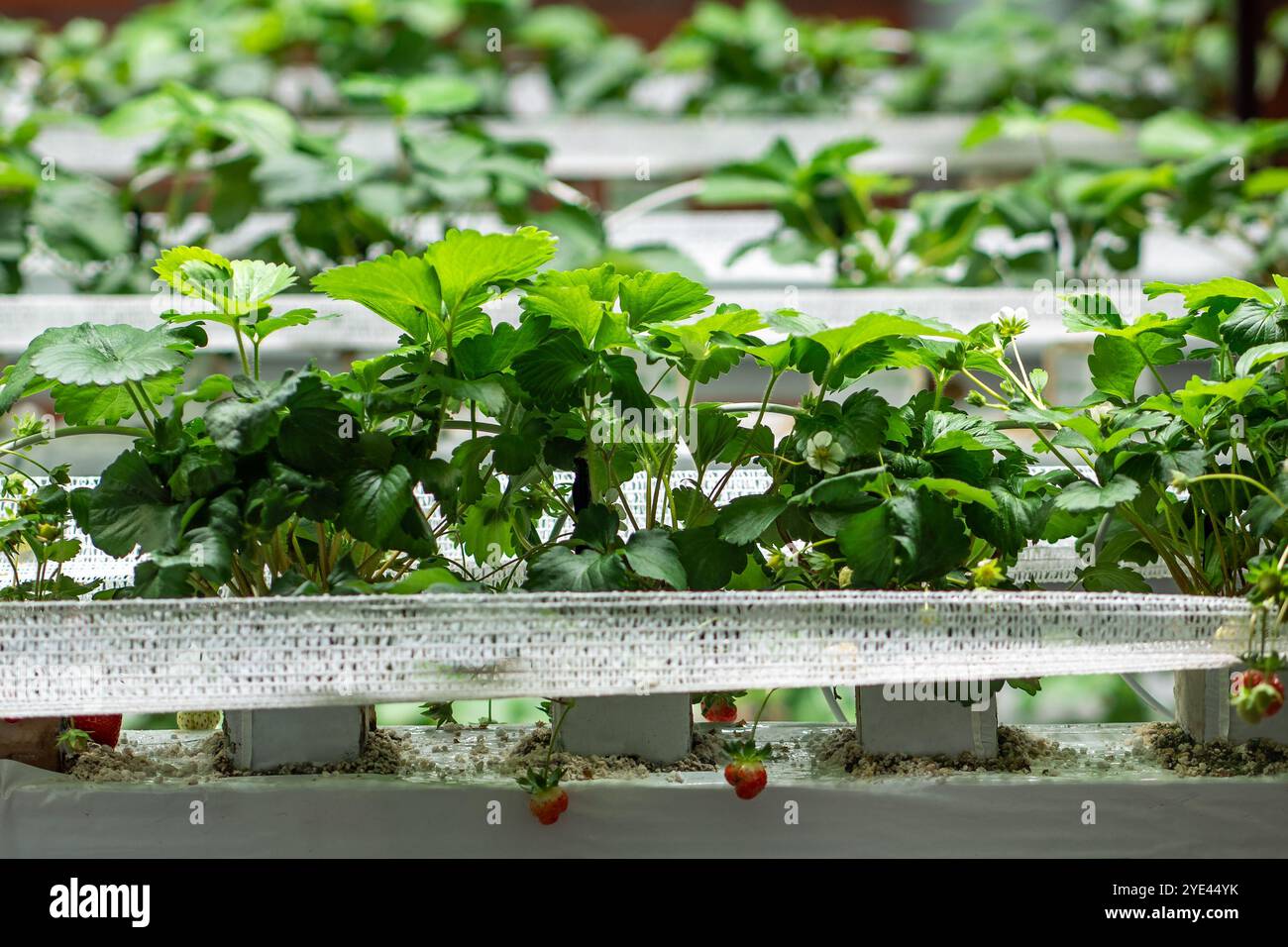 Strawberry plantation japan hi-res stock photography and images - Alamy